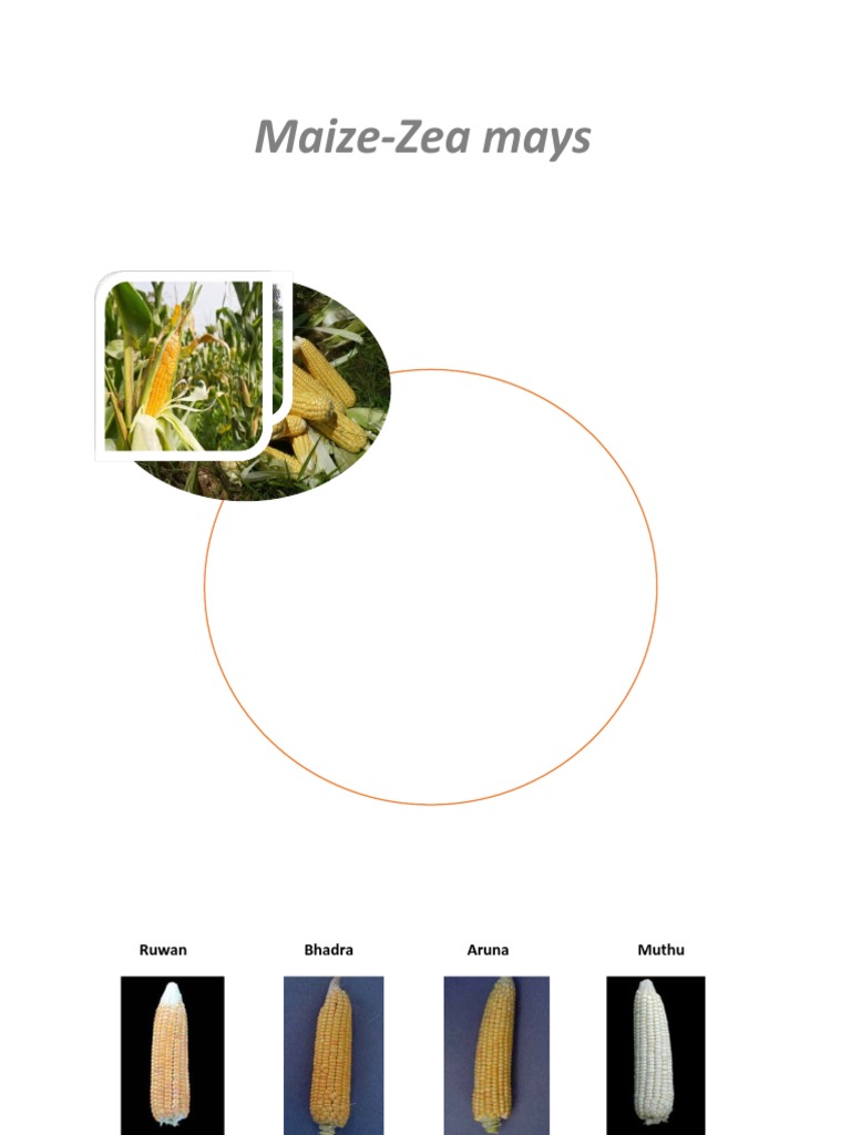 Maize | Download Free PDF | Fertilizer | Agricultural Science