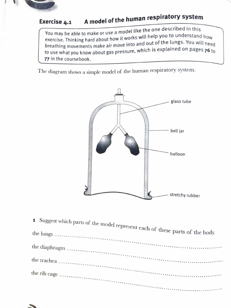 G7 Respiration Revision 1 | PDF | Respiratory System
