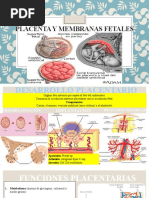 Cotiledones en la placenta y su función | PDF | Placenta | Parto