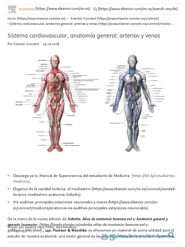 3 Cardiovascular, Anatomía General - Arterias y Venas | PDF | Artería ...