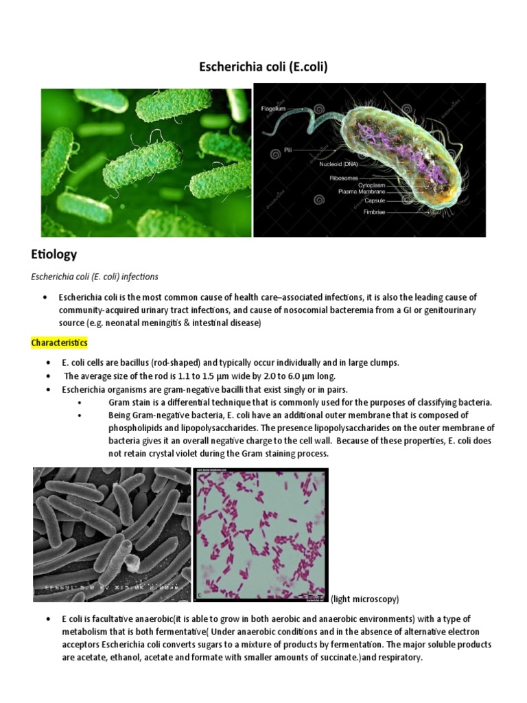 CASE STUDY Escherichia Coli | PDF | Escherichia Coli | Growth Medium