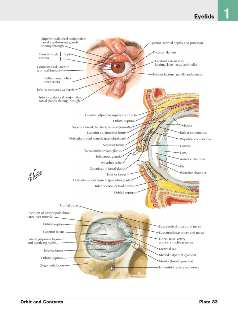 Atlas of Human Anatomy - Including Student Consult Interactive ...