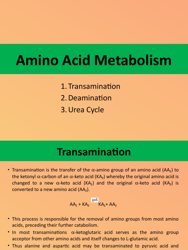 Amino Acid Metabolism: 1. Transamination 2. Deamination 3. Urea Cycle ...