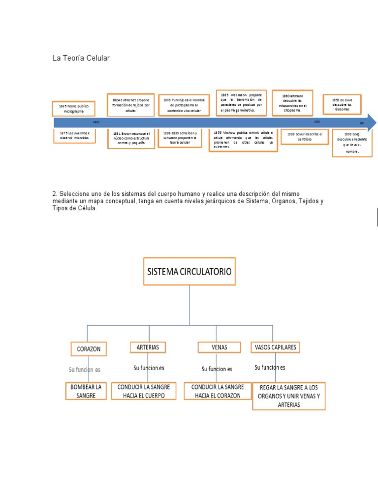 Línea de Tiempo de Aportes A La Teoría Celular 2 | PDF | Biología ...
