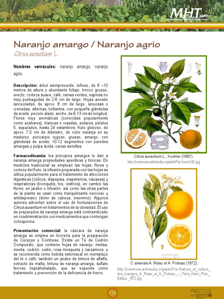 Naranja Agria | PDF | Medicina | Salud y bienestar