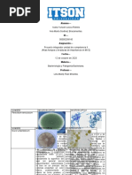 Atlas de Hongos Filamentosos | PDF | Aspergilo | Hongo