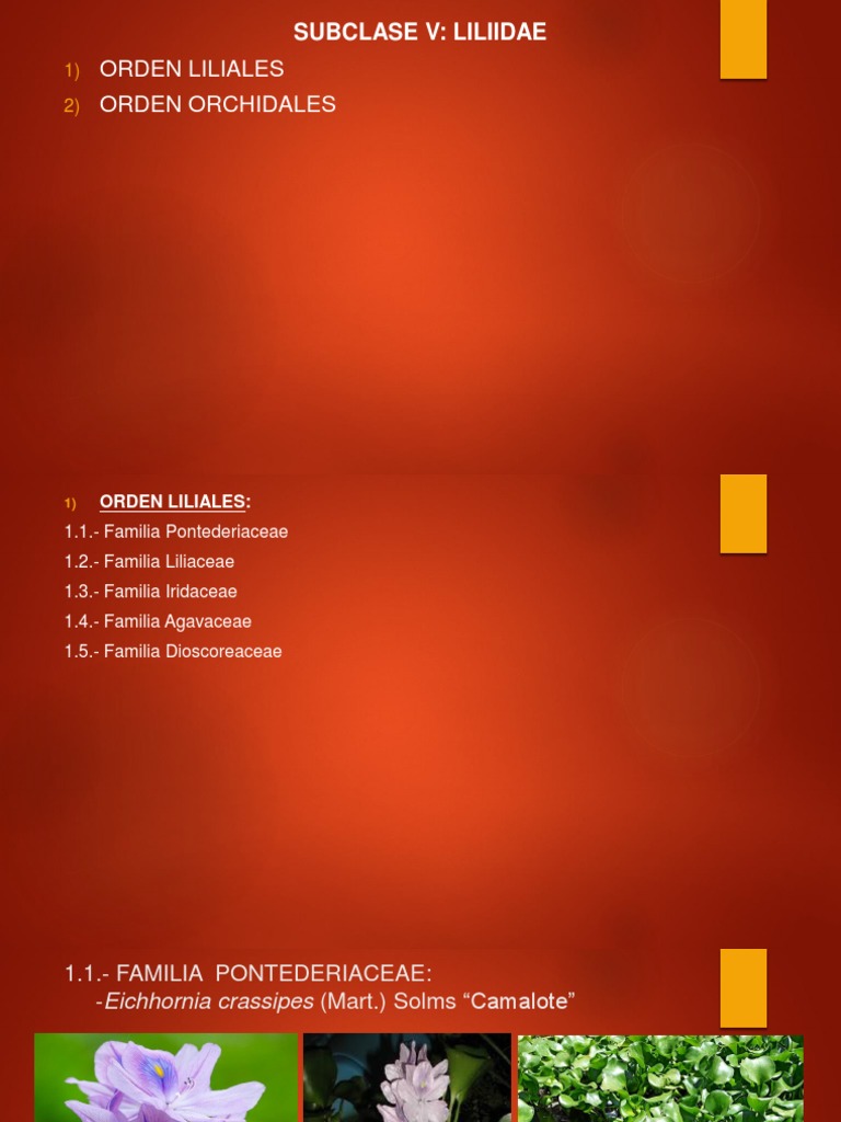 Clasificación de la Subclase Liliidae | PDF | Plantas | Botánica