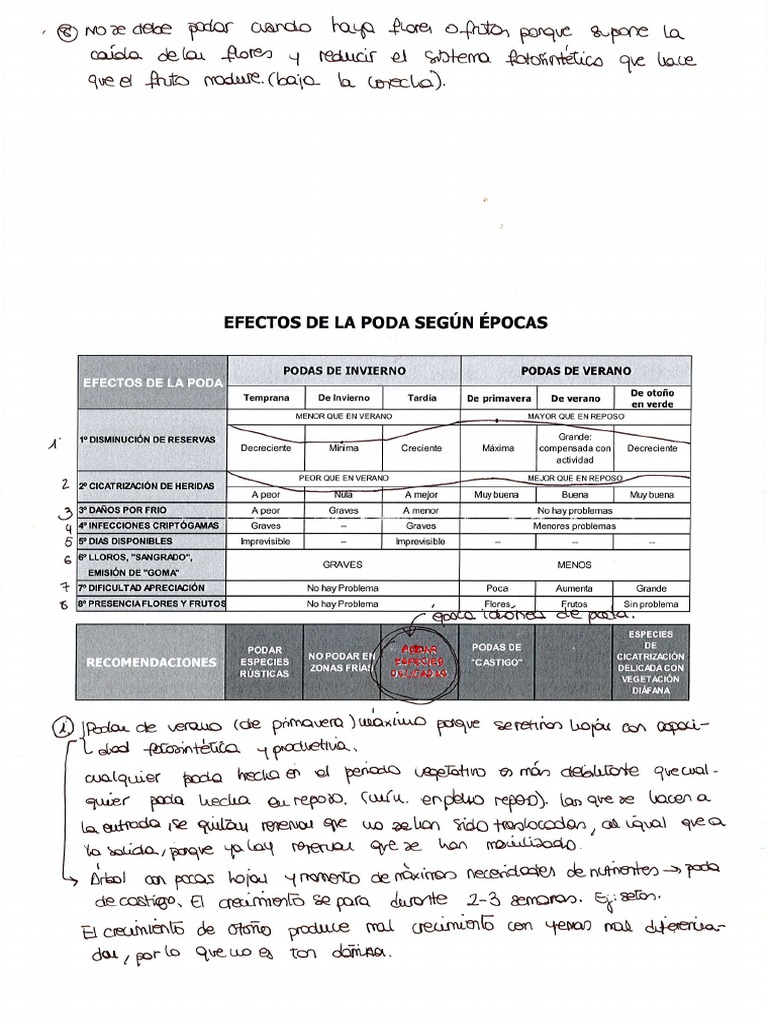 Tema 6. La Poda | PDF