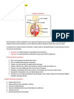 Ficha de Sistema Respiratorio para Primaria | PDF