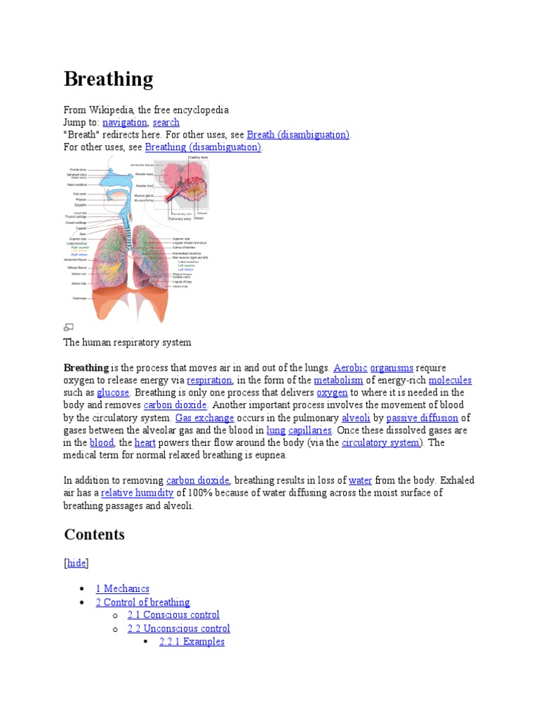 Breathing: Breathing Is The Process That Moves Air in and Out of The ...