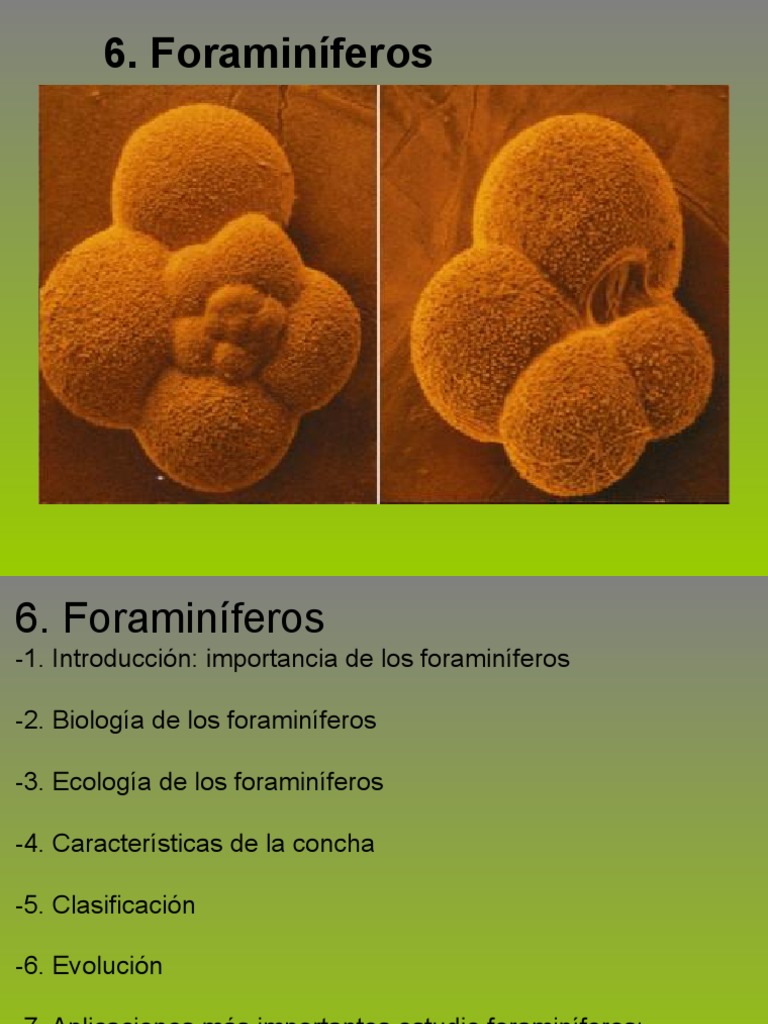 06 - Foraminiferos (2) - 1 | PDF | Organismos | Naturaleza