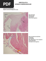 Condrogénesis y Crecimiento del Cartílago | PDF