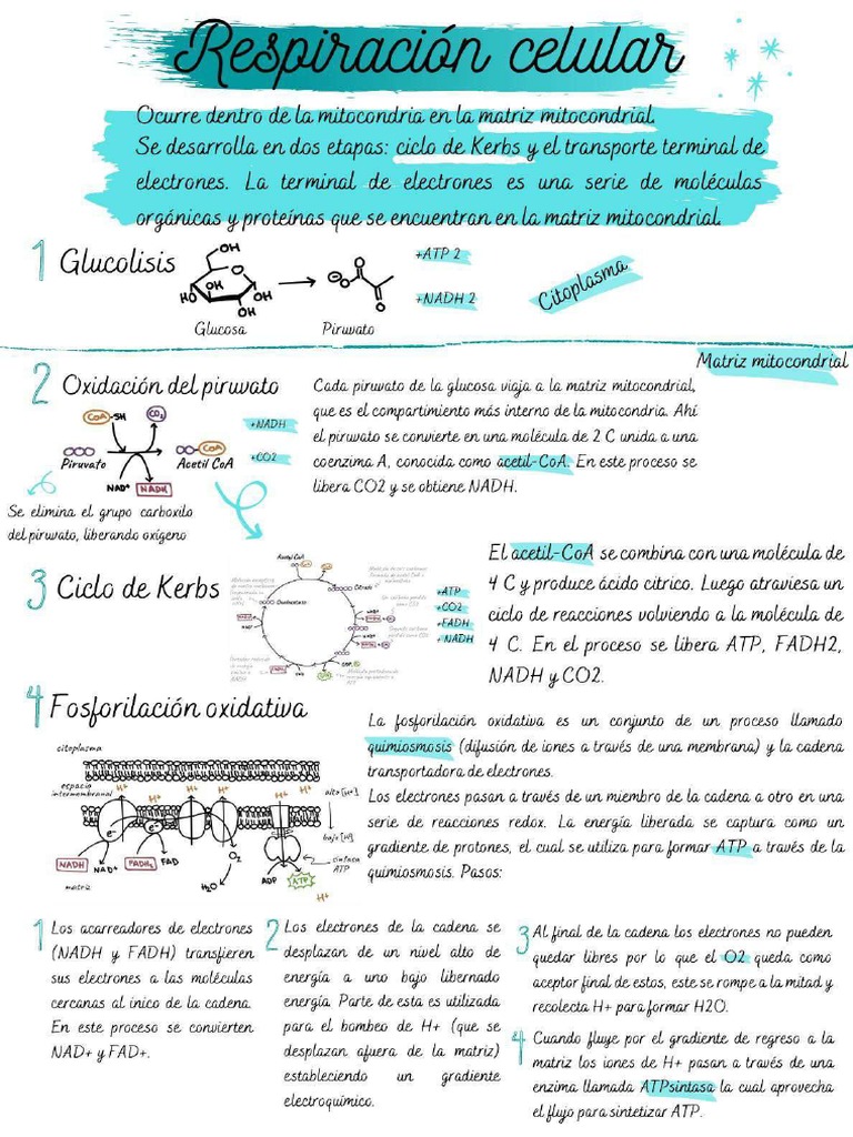 Respiracion Celular _ Apuntes de Medicina _ Biología Celular _ UDocz | PDF