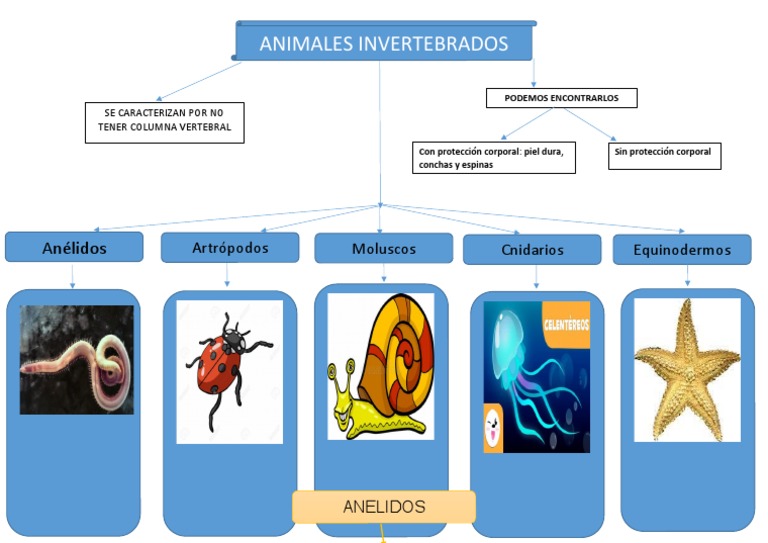 Animales Invertebrados Organizador Grafico | PDF