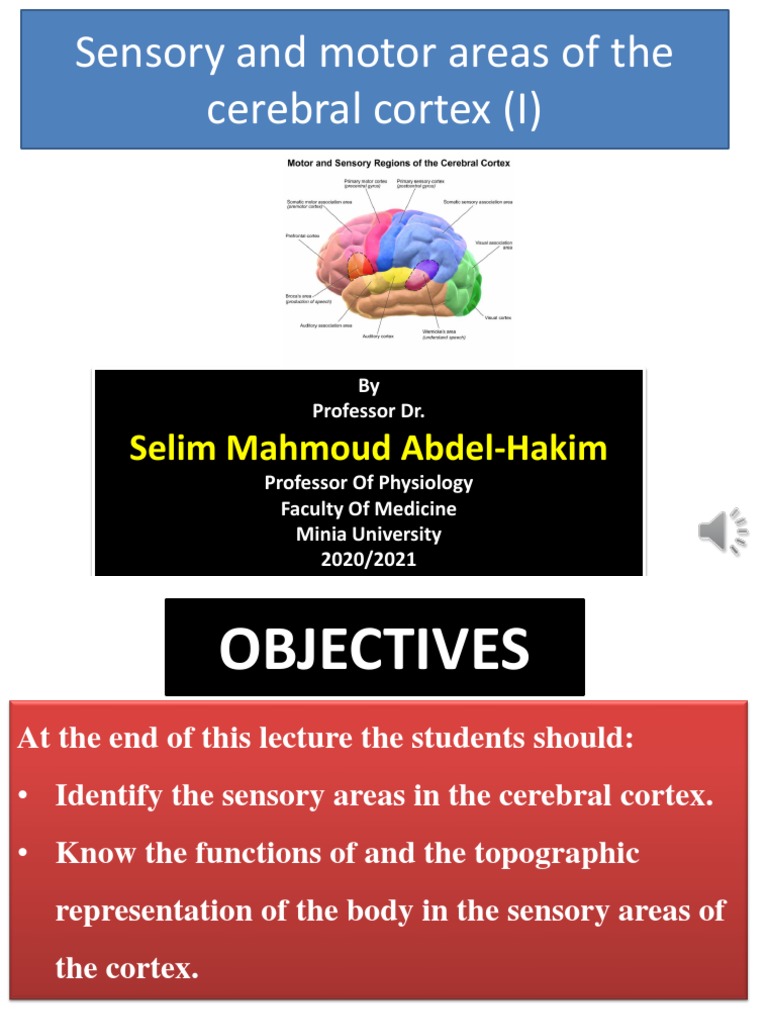 10 - 40 - Sensory and Motor Areas of The Cerebral Cortex I | PDF ...