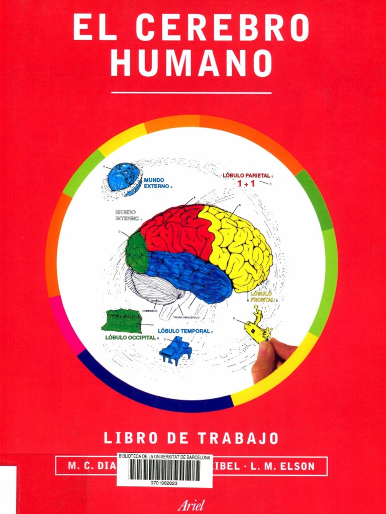 El Cerebro Humano Libro de Trabajo M C Diamond, A B Scheibel y L | PDF