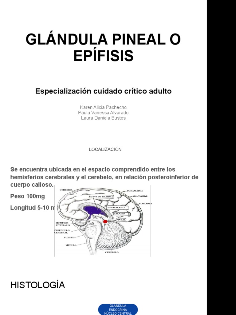 Glándula Pineal o Epífisis | PDF | Órgano (anatomía) | Fisiología