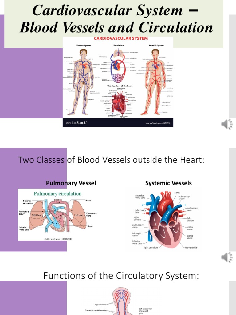Cardiovascular System | PDF | Blood Pressure | Artery