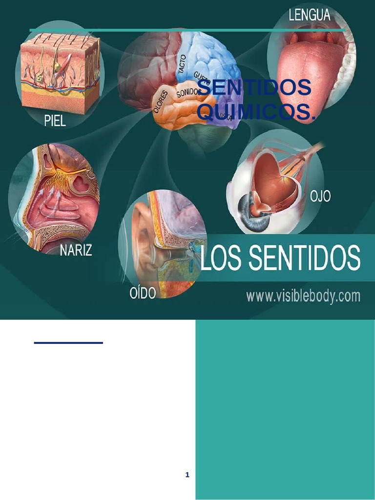 Sentidos Quimicos | PDF | Ojo humano | Percepción visual