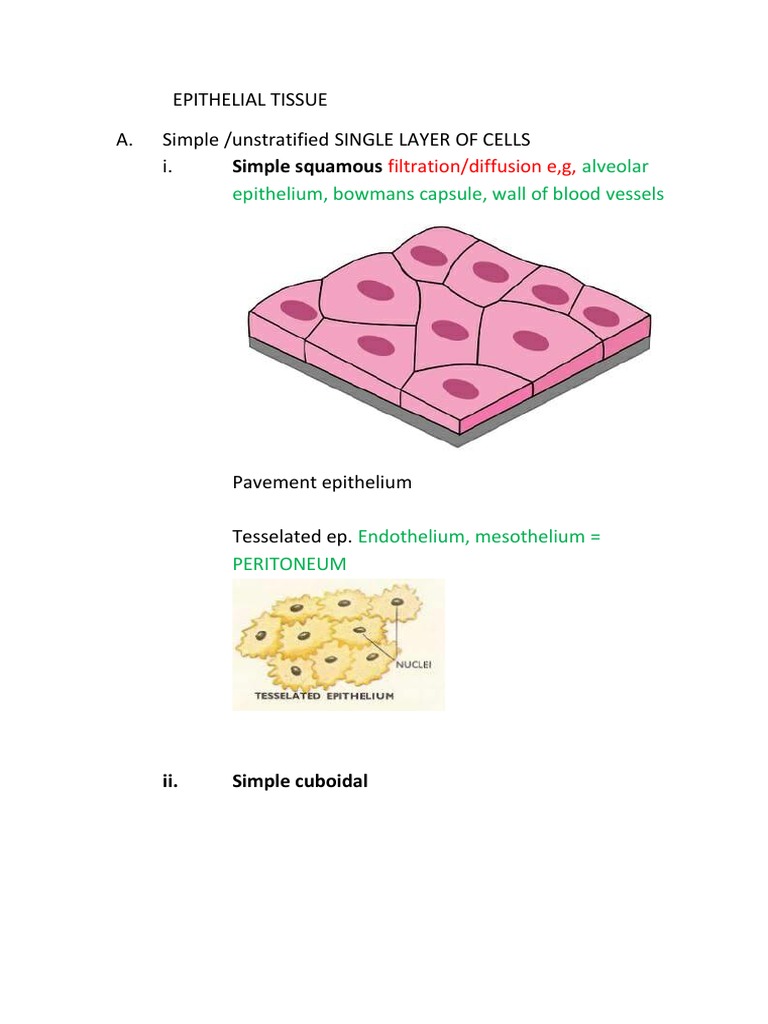 Simple Squamous: Epithelial Tissue A. Simple /unstratified SINGLE LAYER ...