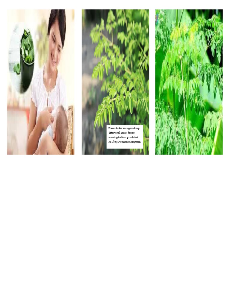 Leaflet Daun Kelor | PDF