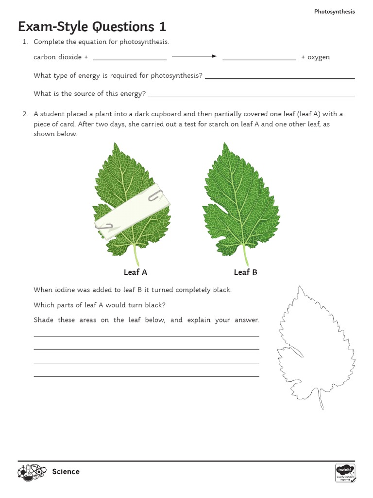 Exam-Style Questions 1: Leaf A Leaf B | PDF | Science & Mathematics