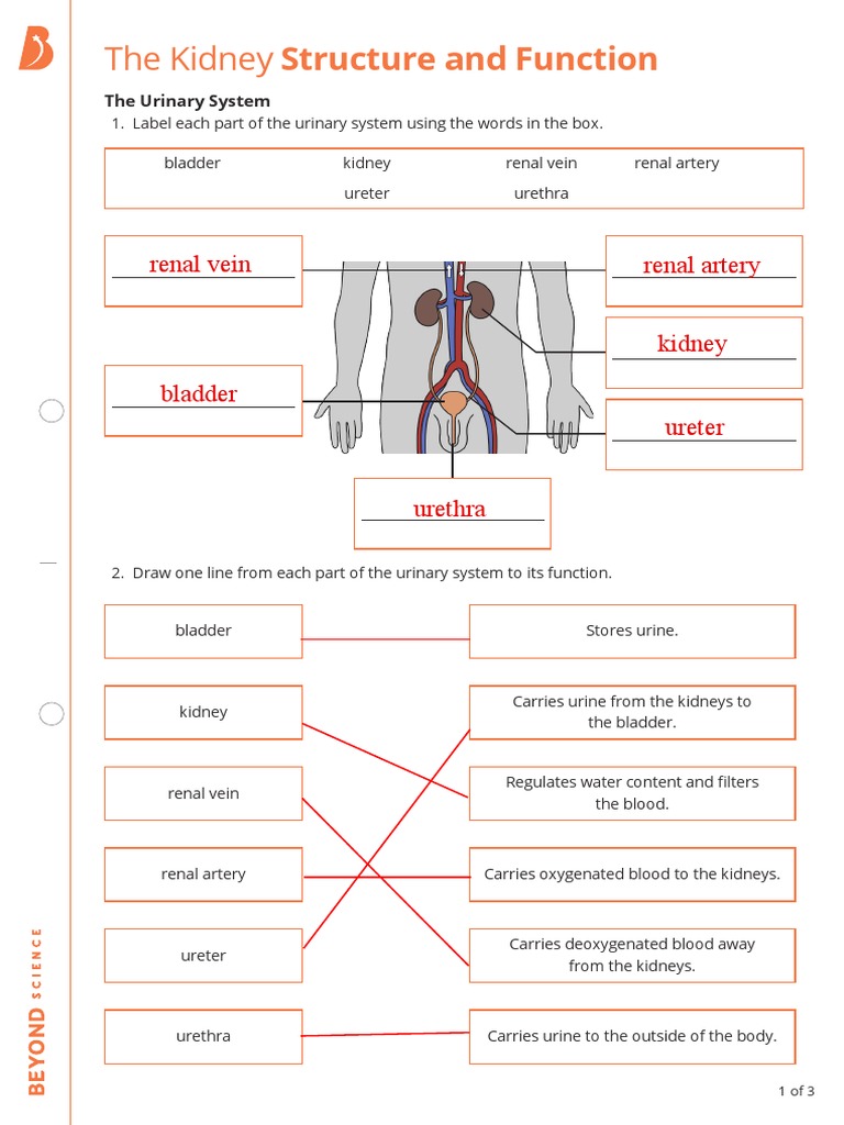 ZALAL AHA - Worksheet 1 Kidney Structure and Function | PDF | Science ...