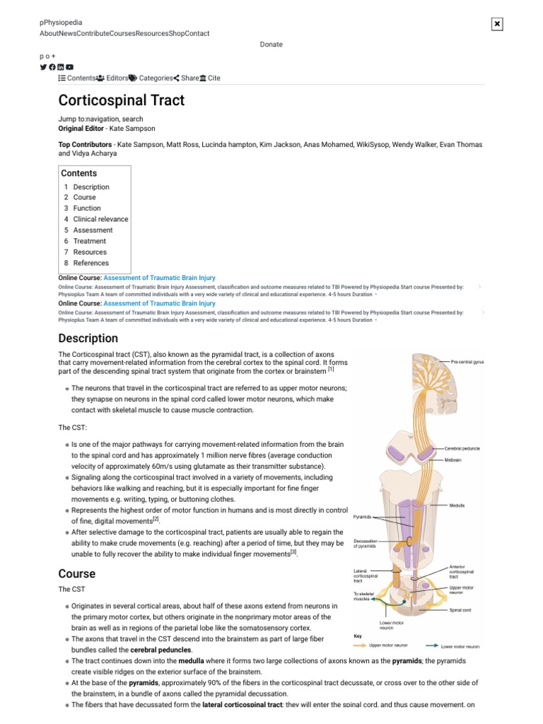 Corticospinal Tract Pyramidal Tract - Physiopedia | PDF | Motor Neuron ...