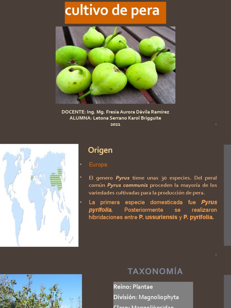 Cultivo y Origen de la Pera | PDF | Pera | Riego