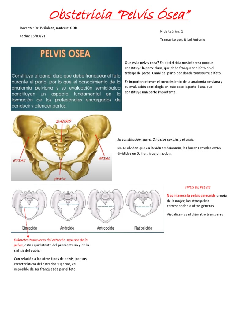 Pelvis Osea Pdf Pelvis Sistema Musculoesquelético