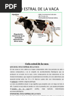 Anatomia y Fisiologia de Aparato Reproductor Del Gallo | PDF | Salud y ...