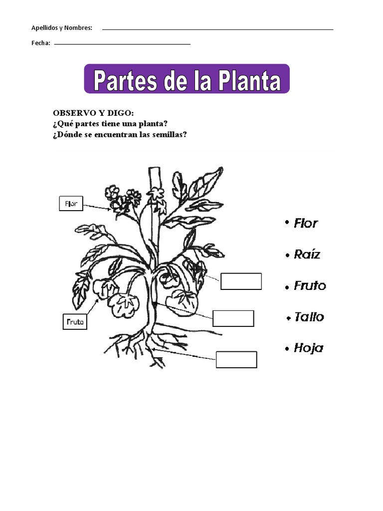 Partes de La Planta para Niños de 5 Años | PDF
