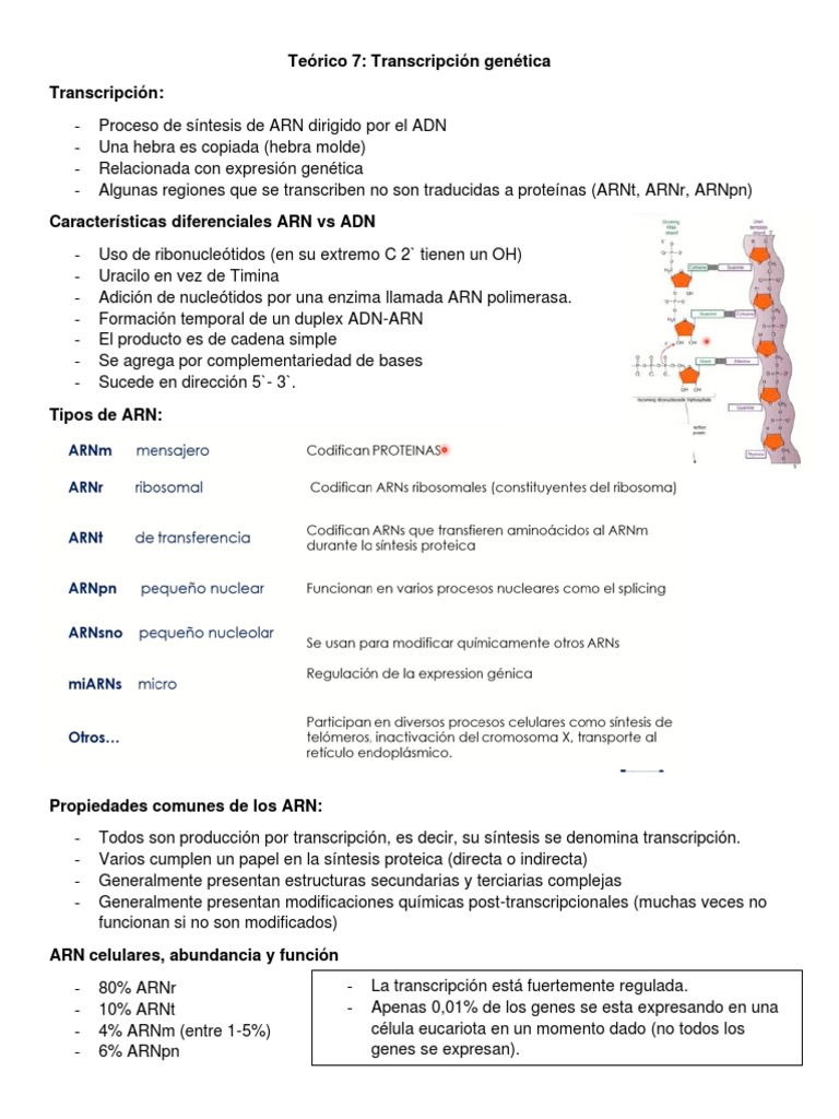T7 Transcripcion | Descargar gratis PDF | Rna | Adn