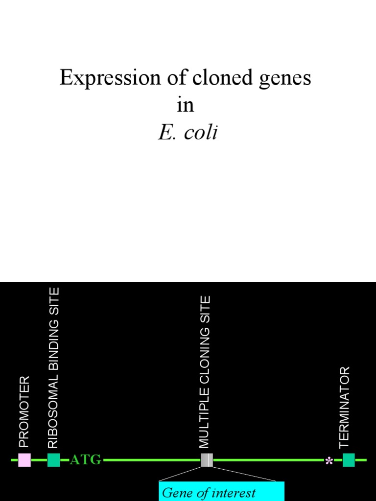 Expression of Cloned Genes In: E. Coli | PDF | Gene Expression | Proteins