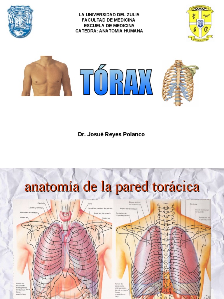 Anatomia de Pared Toracica | PDF | Tórax | Sistema esquelético