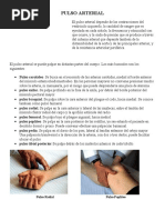 Localización de Pulsos Periféricos | PDF | Legumbres | Anatomía del ...