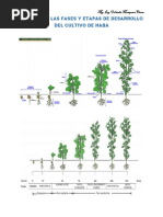 Fenologia de La Cebada | PDF | Cebada | Agricultura