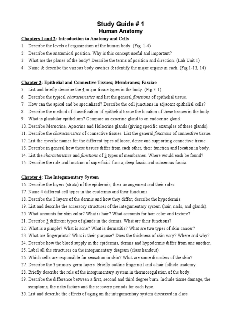 Study Guide # 1: Human Anatomy | PDF | Integumentary System | Epithelium