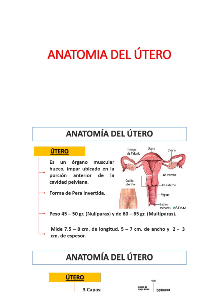 Anatomía del Útero: Estructura y Función | PDF | Útero | Pelvis