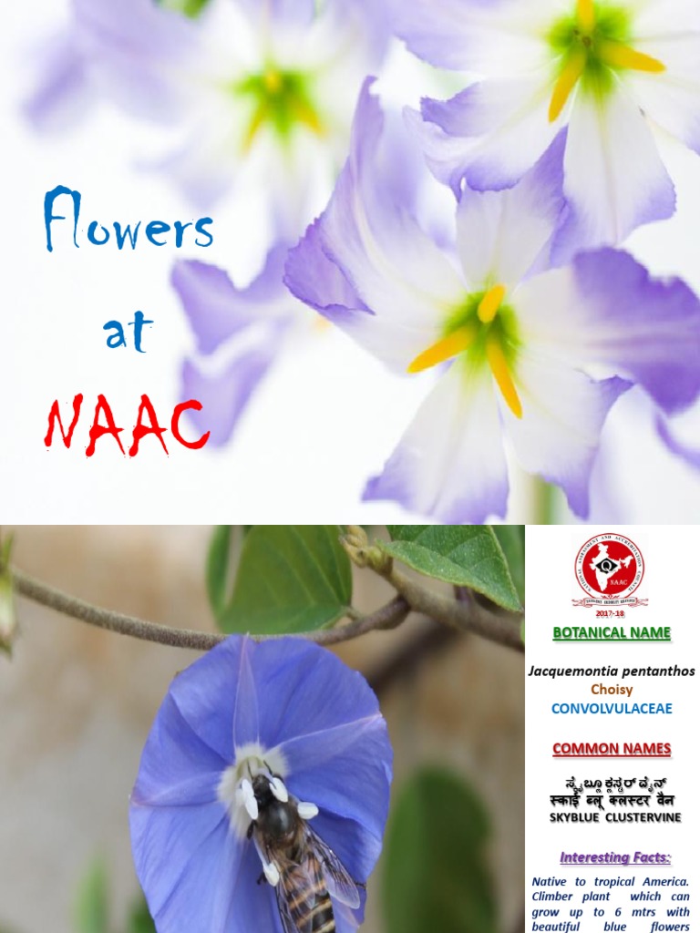 Indian Flower Botanical Names Guide | PDF | Organisms | Botany