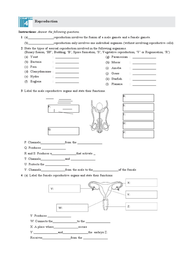 Exercise Chapter 4 F1 | PDF | Reproduction | Pollination