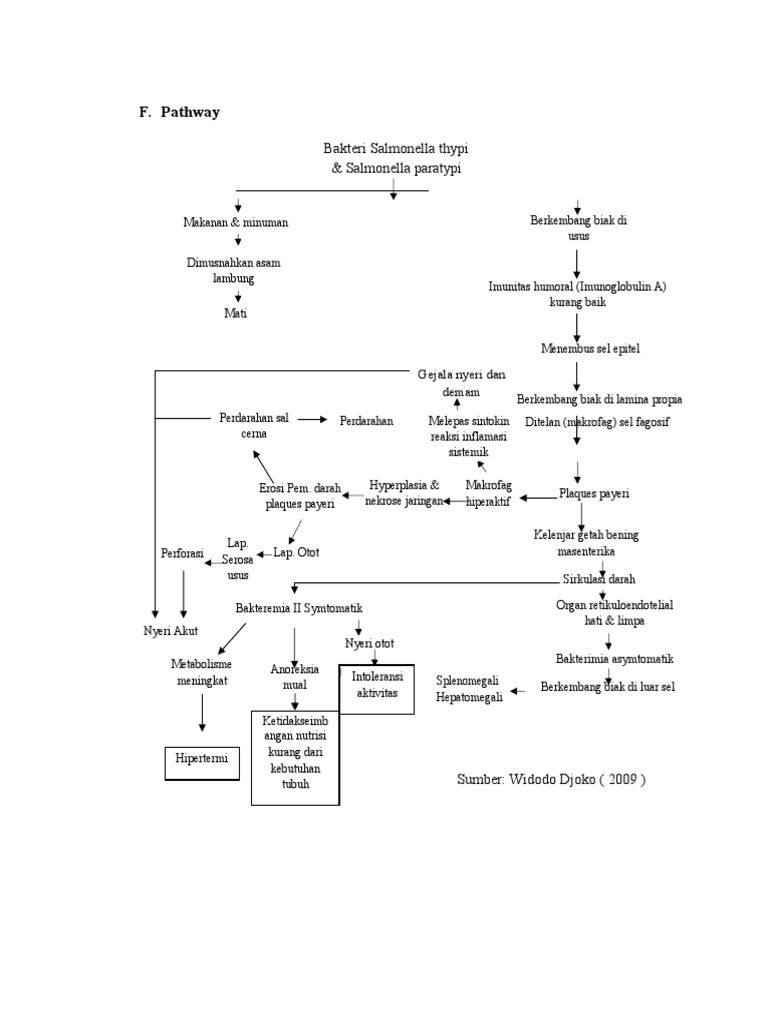 Salmonella Typhi dan Paratyphi: Patofisiologi Penyakit Demam Tifoid dan ...