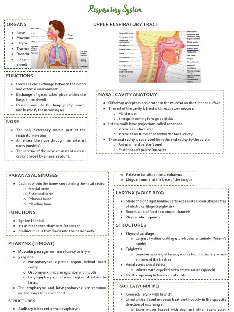 Respiratory System Reviewer | PDF | Respiratory Tract | Lung