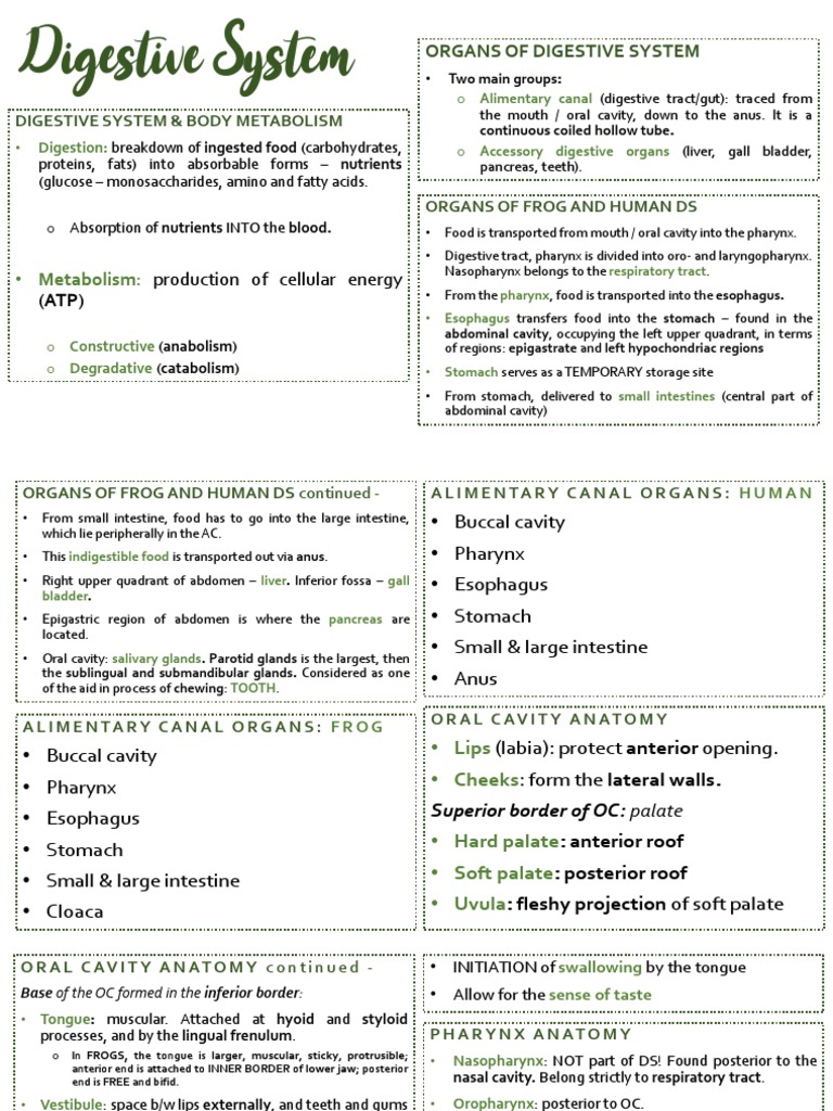 Digestive and Urinary System Reviewer | PDF | Kidney | Stomach