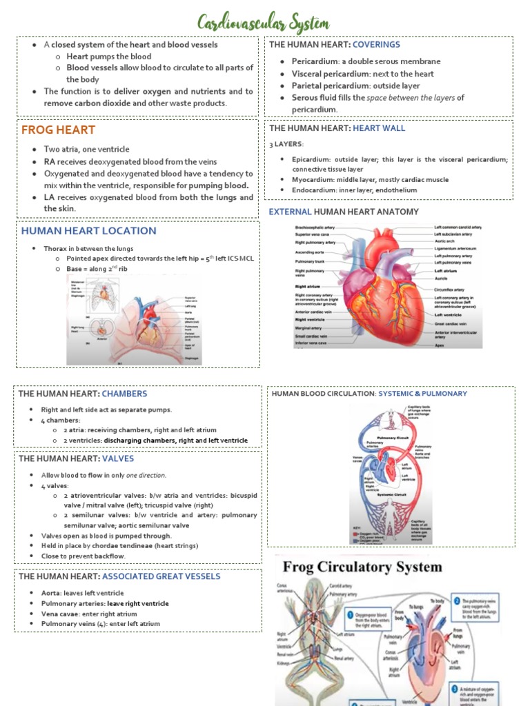 Cardiovascular System Reviewer | PDF | Heart | Circulatory System