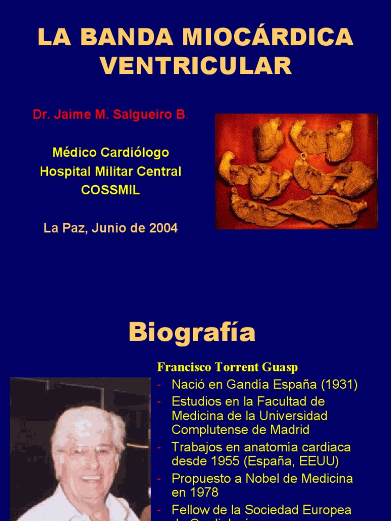 La Banda Miocárdica Ventricular | PDF | Corazón | Músculo