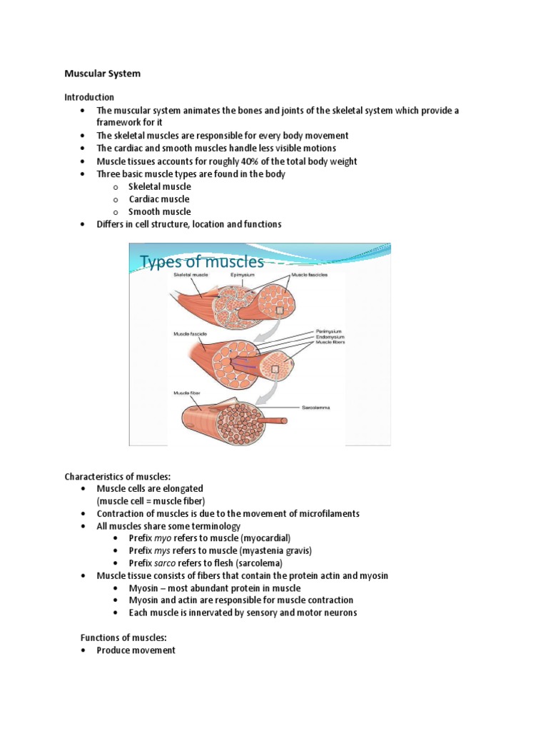 Muscular System Handouts. Luz | PDF | Muscle Contraction | Skeletal Muscle