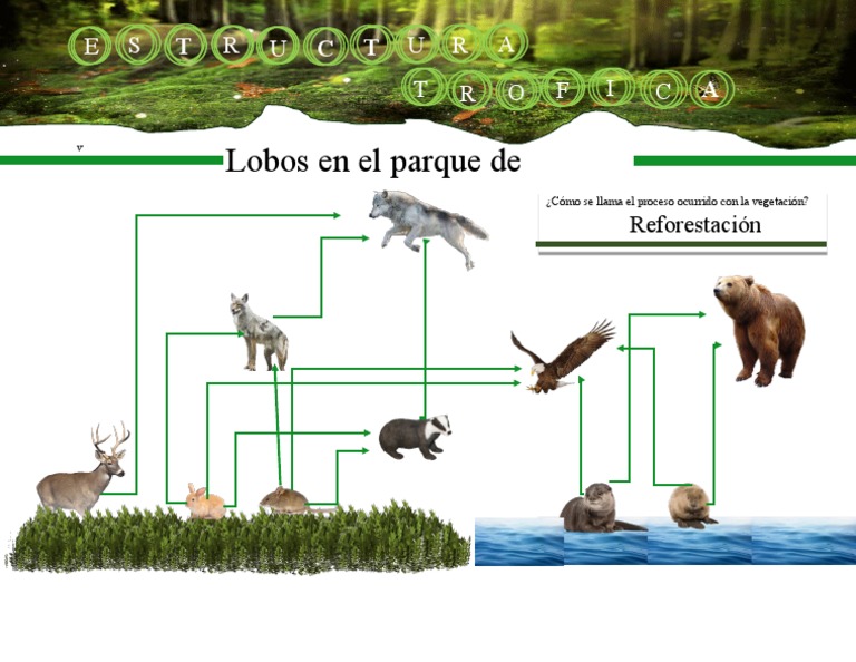 Infografia de Lobos | PDF