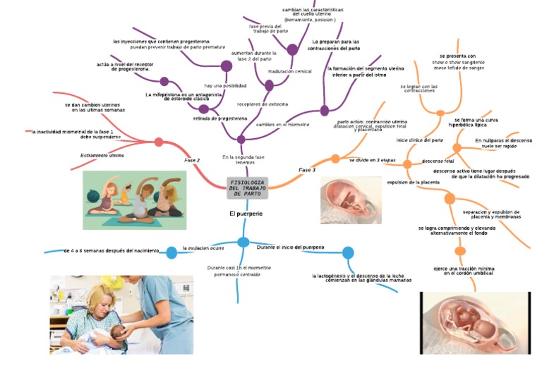Mapa Mental | PDF | Parto | Ciencias de la Salud