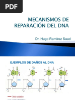 Mecanismos de Reparación de Daños en La Molécula de Adn | PDF | Reparación de adn | Adn